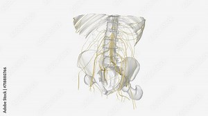 The somatic nervous system (SNS) includes all nerves that run to and from the spinal cord .