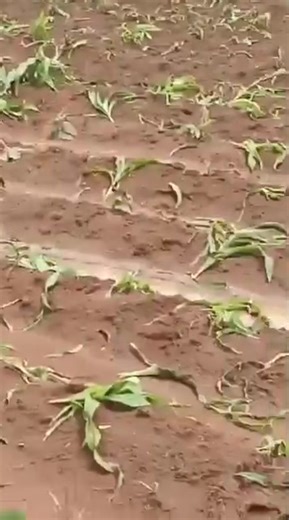 ZIKUMVEKA KUT WACHIWIRI KWA NDUNA YA ZA CHITETEZO OLEMEKEZEKA A HON. CHISALE AZULA CHIMANGA CHA NZIKA INA PANKHANI ZA MALO. Mvetserani video clip iyi kut mumve zambiri 👇 | Malawi politics