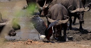 950K views · 2.5K shares | WILDLIFE VIDEO CLIP COMPETITION 2021...