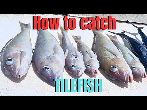 How to catch TILEFISH