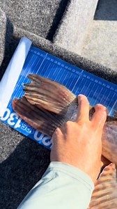 36K views · 931 reactions | RECORD PIKE Un poisson qui restera grave a vie 132 Cm de puissance Dis moi en commentaire si tu veux que je poste la video du combat #pike #pikefishing #fishing #sebiboufishing #bigpike #monster #record #brochet #pourtoi #fyp | Euro fish day 07 | Facebook