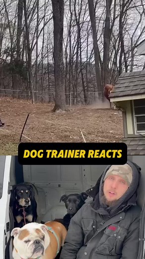 Dog Trainer Reacts to Dogs Chasing Horses