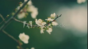 Purple Leaf Tree With Light Flowers. Purple Leaf Plum Blossoms Blooming. Flowering Branch Of Plum Tree.