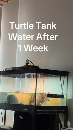 Turtle Tank Water Changes After Just 1 Week