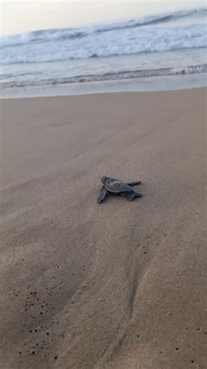 🐢✨ Leatherback Hatchling (Dermochelys coriacea) – Classic Video In this footage of a newborn leatherback turtle, we observe essential survival behaviors: 🌀 Orientation: The hatchling circles to imprint the magnetic field of its natal beach. This magnetic imprinting allows it to return years later to the same nesting site, even after traveling thousands of kilometers. 🌅 Light Alignment: Before entering the ocean, the hatchling aligns with the brightest horizon, typically the reflection of the 