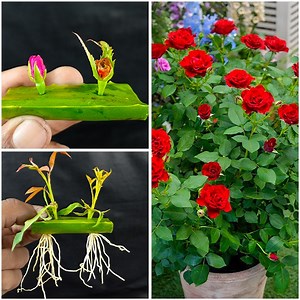 How to grow rose tree from cuttings || Easy propagation method for gardening | Rana Craft