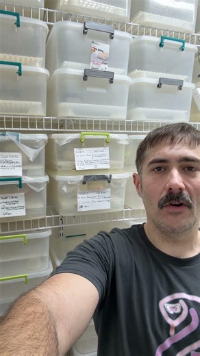 We just pulled clutches 3 and 4 for the 2026 ball python season. #ballpython #reptiles