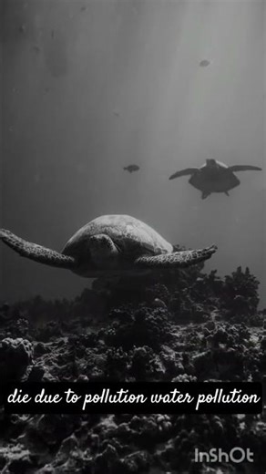 Water Pollution Explained | Effects & Solutions | Shorts #waterpollution #pollution