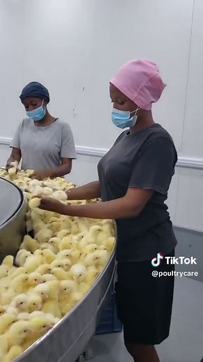 Post-Hatching Operations in Poultry Farming Explained