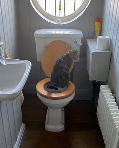 Clever cat learns how to pee in a human toilet 🐈‍⬛🚽 | Furry Tails