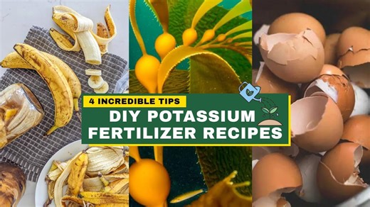 One simple DIY fertilizer that boosts plant growth instantly