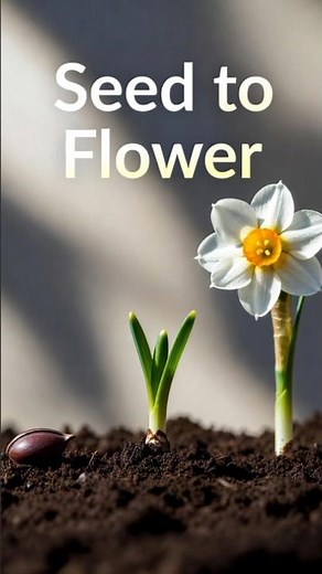 Narcissus Flower | From Seed to Bloom | Amazing Timelapse