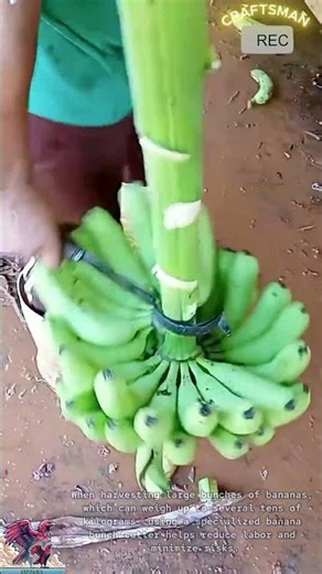 Fast Banana Bunch Cutting Tool