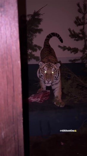 Ali Khan: The King of Lion Roars