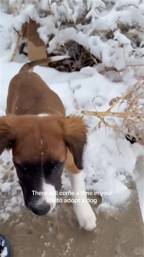 Tad wanted to tell you… this is your sign to adopt him! This little Spaniel puppy mix, is ready to steal your heart. ♥️ 🐶https://www.milehighcanine.org/post/dogs/tad 🐶 #reel #reelsfypシ #rescuepuppy #adoptdontshop | Mile High Canine Rescue