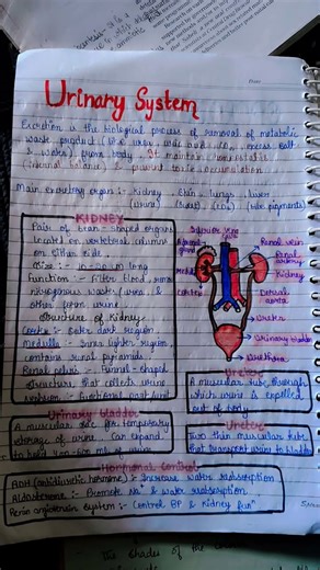 urinary system quick notes #shortsviral