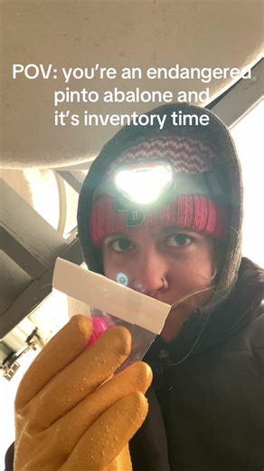 Juvenile Abalone Inventory Process at the Hatchery