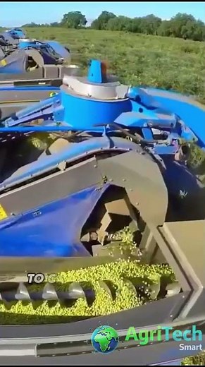 Revolutionizing Olive Harvesting: The Power of Modern Machines