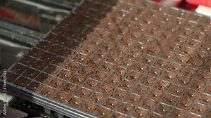 Technology for automated planting of onion seeds in a greenhouse