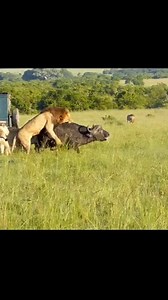 When lions hunt a buffalo their good hunt technique involves knocking the prey off balance, dragging it down, and then finally killing it with a bite to the throat.A kill may occasionally involve a long, gory process. However buffalo have been known to repel lions attacks for hours before giving up from exhaustion and blood loss. The male lions has his powerful jaw around the mouth of the buffalo and her claws dug into its neck. Meanwhile, other lions are working on getting to the organs and bit
