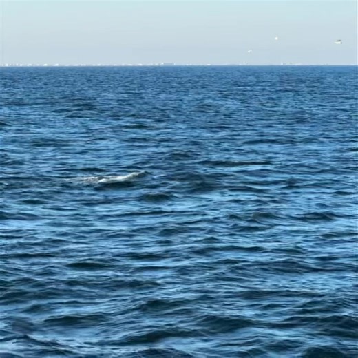 38K views · 779 reactions | Three very active Fin whales today offshore of Cape May, NJ. Lots of Northern Gannets, Loons, Terns and Gulls in the area too. We also had calm seas and warmer temps which made for a great December Whale Watch. #finwhale #nj #whalesense #capemay #capemaywhalewatcher #capemaywhales #wildlifephotography #wildlife #whalewatching | Cape May Whale Watcher | Facebook