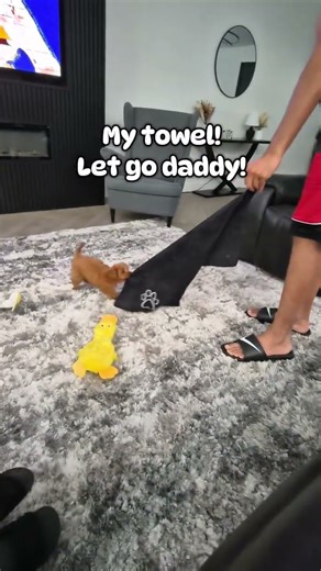 My cavapoo puppy loves his towel