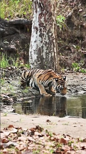 Tiger, Predator #animalplanet2k #tiger #zoo #wildlife #animals #anime #wildlife #predator