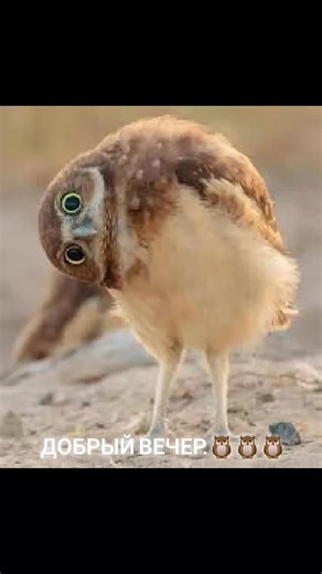 Exploring Diverse Owl Species in Their Habitats