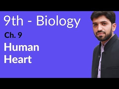 Matric part 1 Biology, Human Heart - Ch 9 Transport biology - 9th Class Biology