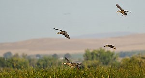 The 5 Best Waterfowl Calls for Less Than $50