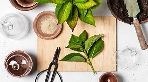 iReceptář | Jak správně množit hortenzie: Přesný postup krok za krokem