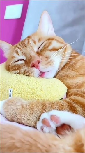 🔊 Purrfect ASMR! Compilation of Different Kitten Purring Sounds (Relaxing)