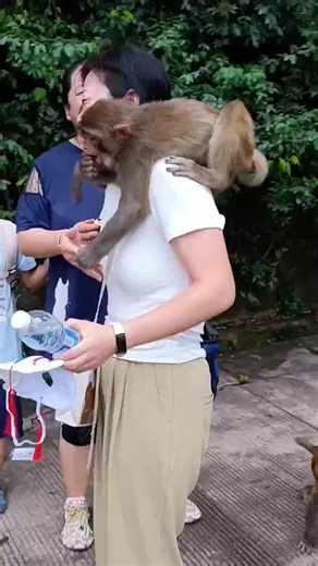 #猴子 #猴子视频 #猴子有趣 #猴子生活 #动物 | 这是谁