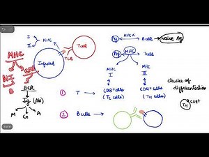 MHC classes and their functions Lecture 1