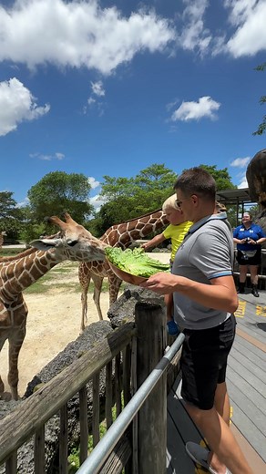 Baby at the zoo. Toddler David is feeding giraffe | David Family