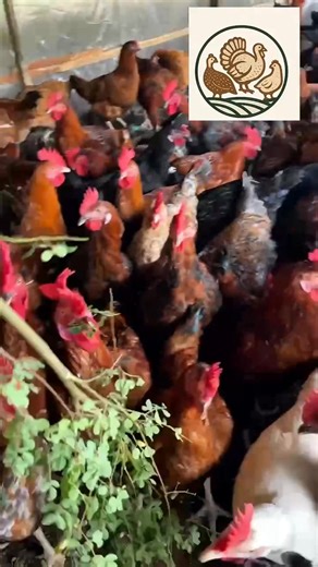 Moringa Vitamins protein 📌 | Ibrahim Inyass Khalifa