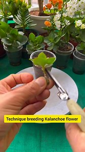 35K views · 221 reactions | Technique breeding Kalanchoe plant #bonsai #prune #flowers #garden #gardening #plants #nature | Roberto Duncan | Facebook