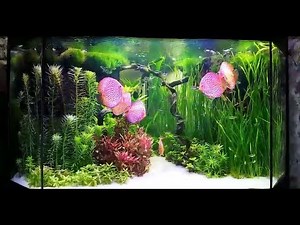Planted Discus Tank Paradise. Great Video by Paul Grand (France)