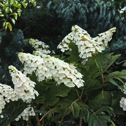 Snow Queen Oakleaf Hydrangea – Starter Plant | Classic Flowering Shrub | Large White Blooms - Etsy