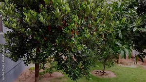 Wind blowing fresh fig tree leaves on house compound. Strong wind swaying leaves, branches before heavy rainfall, downpour. World environment day. Tree planting at home to withstand wind destruction.