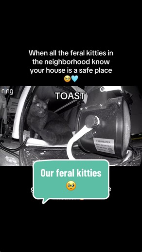 Meet Our Feral Kitties: Safe Haven for Stray Cats