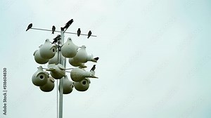 Grouping of purple martin birds perched on a raised nesting house.