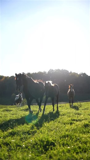 1.1K views · 74 reactions |  Bienvenue à l’Élevage d’une Romance—...