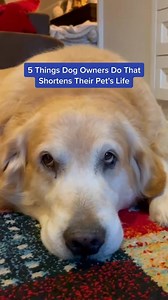 7.2K views · 140 reactions | 5 Things Dog Owners Do That Can Shorten Their Dog's Life! Stop doing these 5 common dog parent mistakes! #dogparents #dogowner #dogmom #dogmomlife #dogdad #dogs #dogstory #doglover #doghealth | PetLab Co. | Facebook