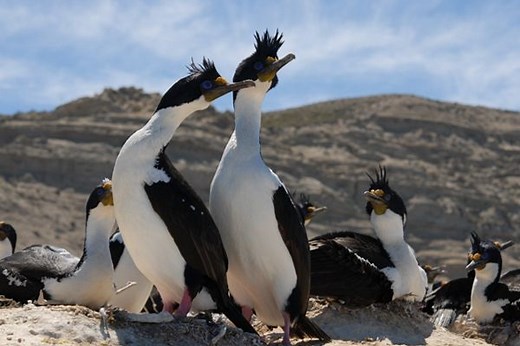 After 2,500 Studies, It's Time to Declare Animal Sentience Proven (Op-Ed)