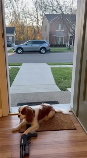 When the Guard Dog Takes His Job TOO Seriously 😂🐾 #viralpets