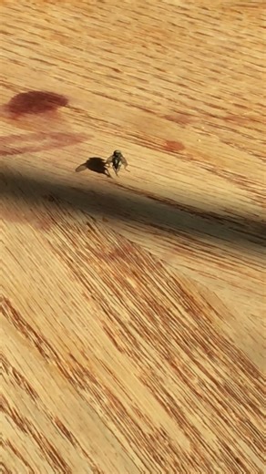 Fly Grooming Itself!