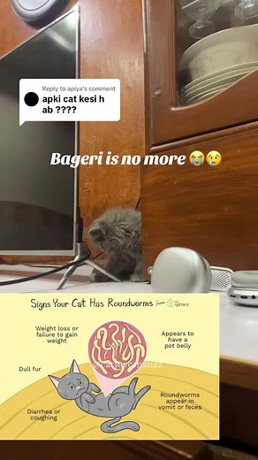 Replying to @apiya Cat virus is very dangerous 😢😢 #catloveshanza#death#catdeath#virus#fyp#foryou