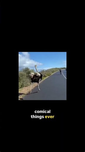 Why Ostriches Run 45 MPH (And What Runners Can Learn From It)