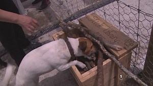 A Canterbury man has become an international sensation after creating stick library at a local dog park. Read more: http://bit.ly/395eS9c | 1News